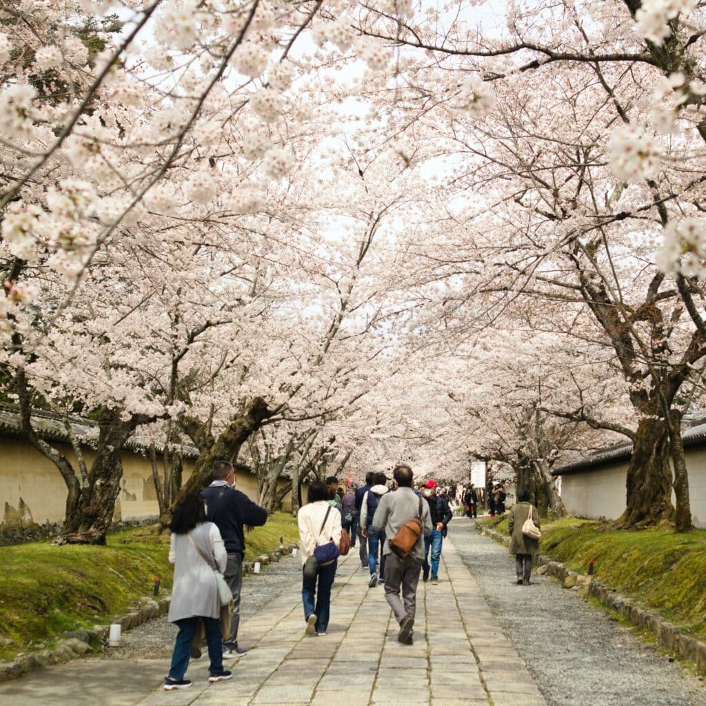 Hanami, an ancestral custom celebrating the beauty of the cherry ...