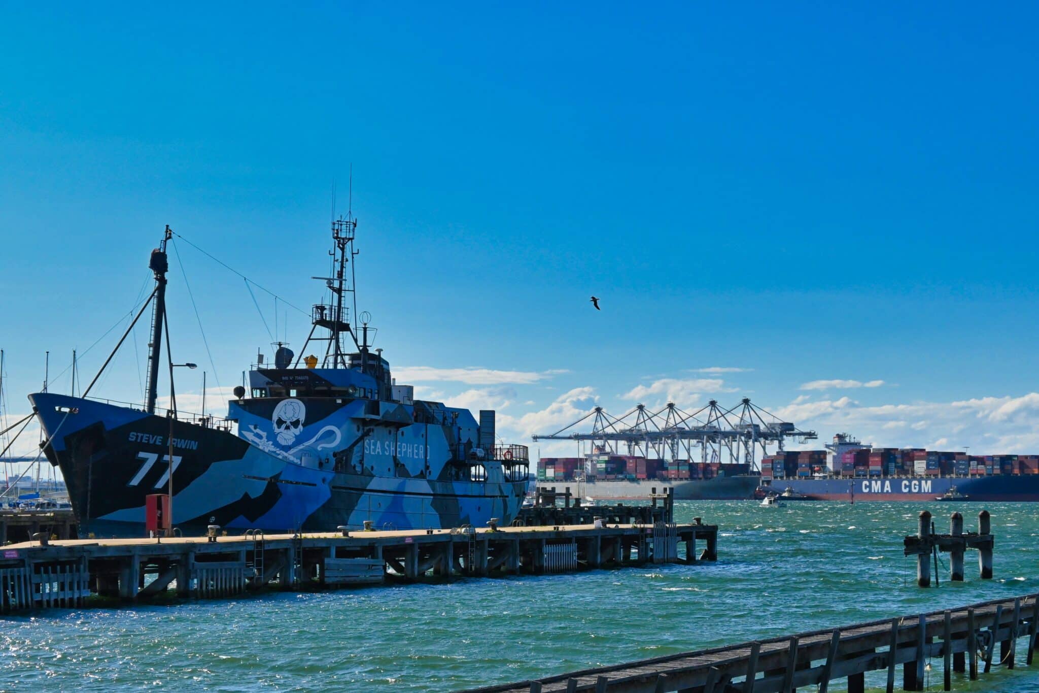 Who is Paul Watson, the legendary defender of the oceans? | Luxus Magazine